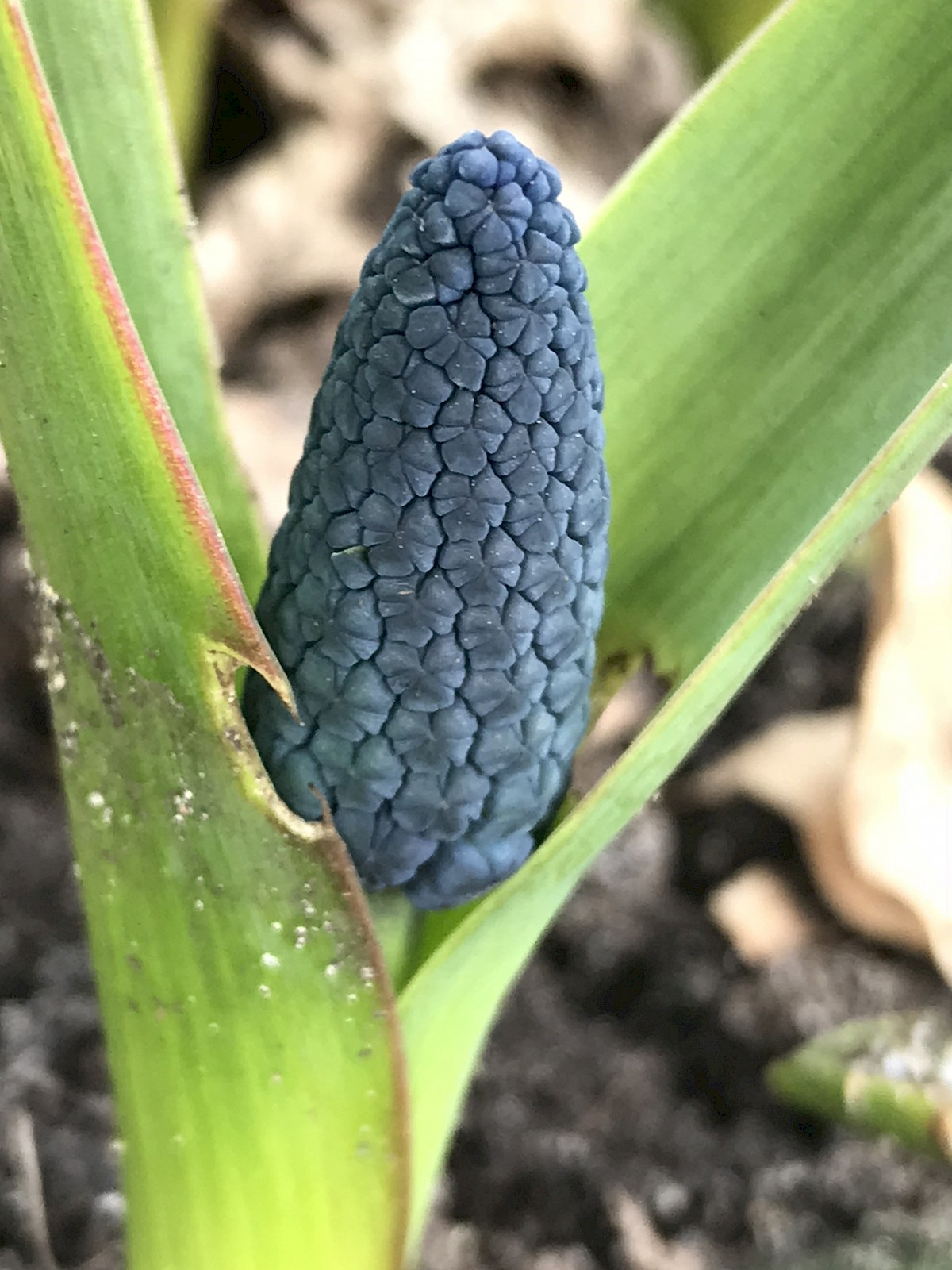 The Miracle Garden / Bellevalia pycnantha