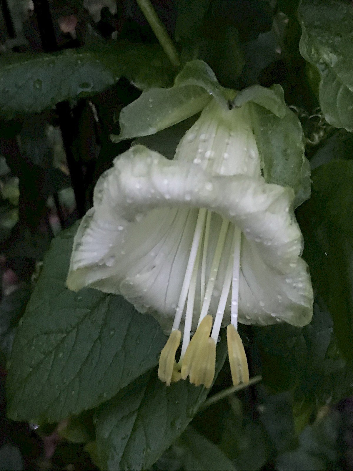 The Miracle Garden / Cobaea scandens 'Alba'
